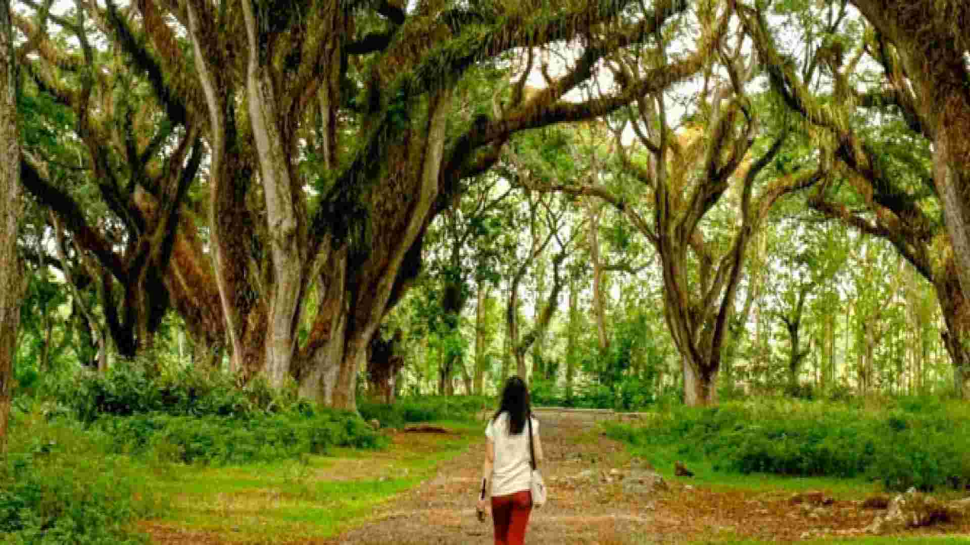 Paket Wisata Baluran Cara Nyaman Menjelajahi Keindahan Alam di Ujung ...